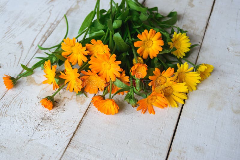 Calendula Bouquet Stock Photos - Download 2,204 Royalty Free Photos