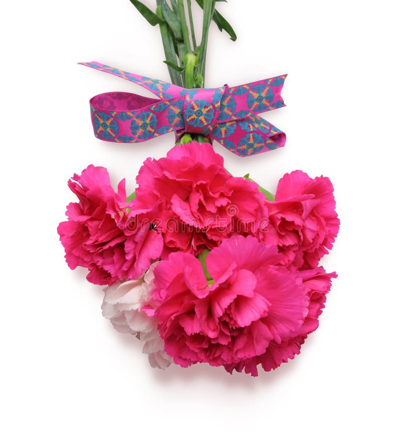953 Pictured Carnation Stock Photos - Free & Royalty-Free Stock Photos ...