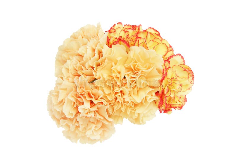 Bouquet of Carnation in a White Background Stock Image - Image of ...