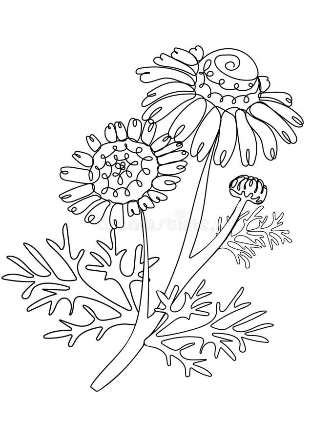 Bouquet of Chamomile Flowers Stock Vector - Illustration of chamomile ...