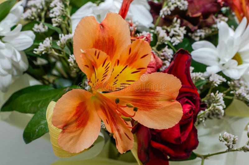 Bouquet of Charming Spring Flowers Stock Illustration - Illustration of ...