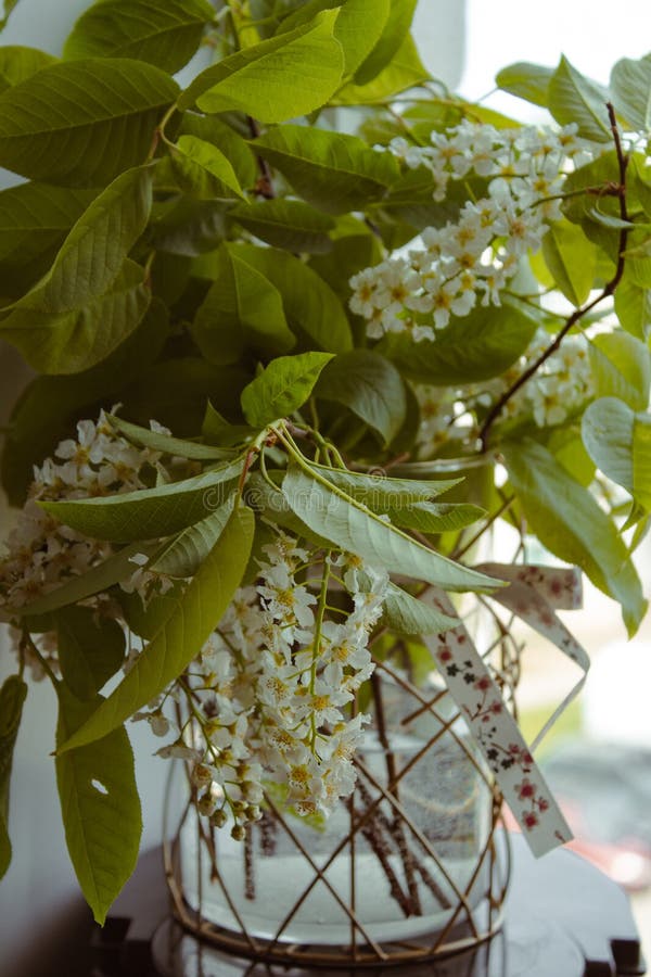 A Bouquet of Cherry Twigs Standing in a Vase with Water Stock Photo ...