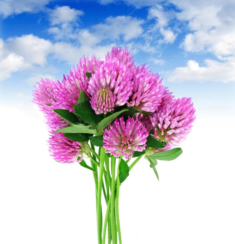 Bouquet of clover flowers stock image. Image of clear - 14520205