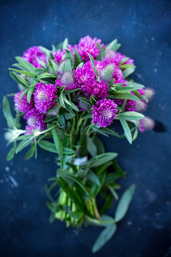 Bouquet of Clover on a Black Stock Photo - Image of bunch, closeup ...