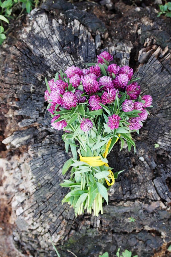 Bouquet of Clover, Top View Stock Image - Image of macro, beauty: 56926091