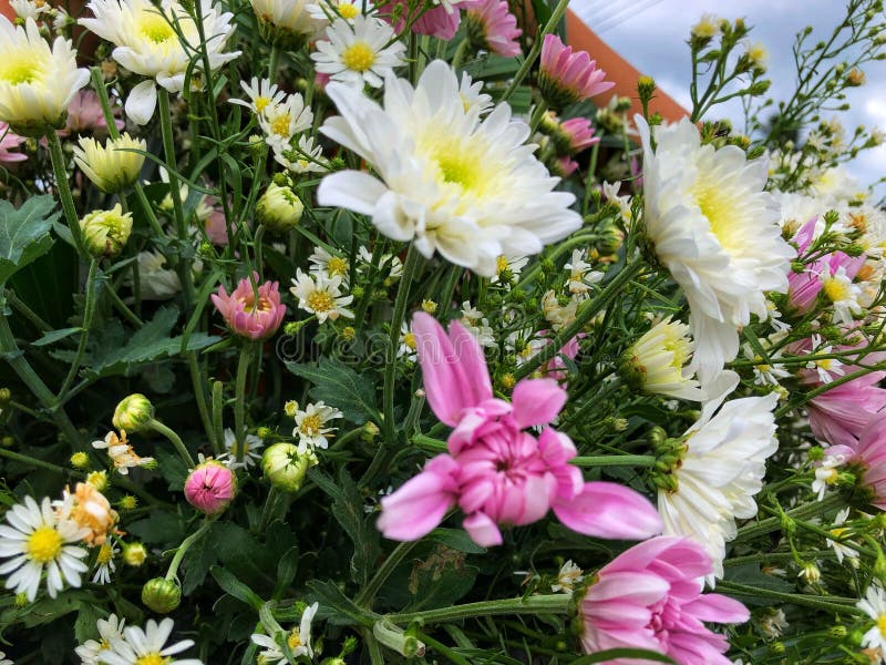 6,383 Colorful Assorted Flowers Stock Photos - Free & Royalty-Free ...