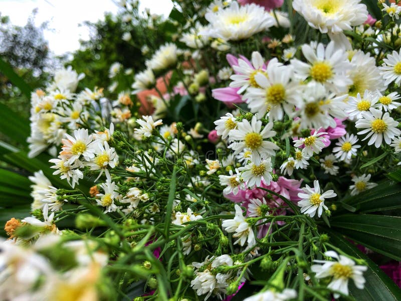 Bouquet of Colorful Assorted Flowers Stock Image - Image of colorful ...