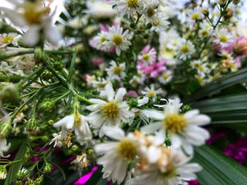 Bouquet of Colorful Assorted Flowers Stock Photo - Image of assorted ...