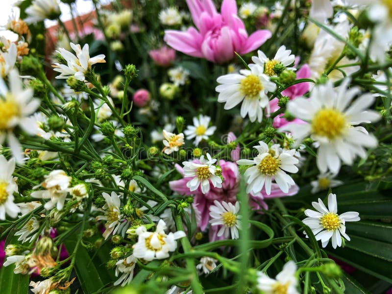 6,383 Colorful Assorted Flowers Stock Photos - Free & Royalty-Free ...