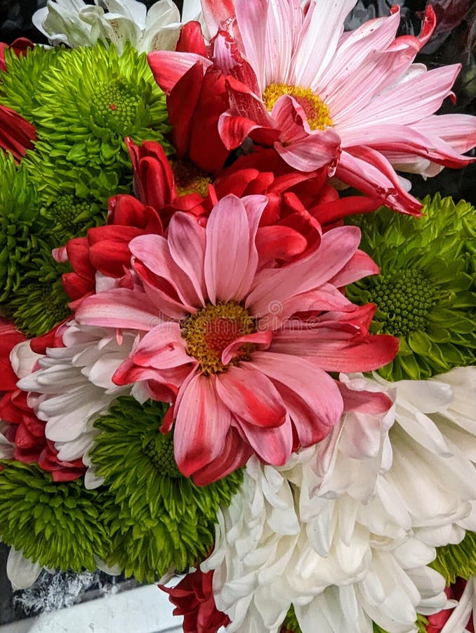 Bouquet of colorful Daises stock image. Image of peony - 264784879