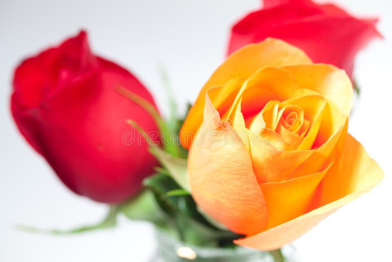 Bouquet of colorful roses stock image. Image of nature - 29488061