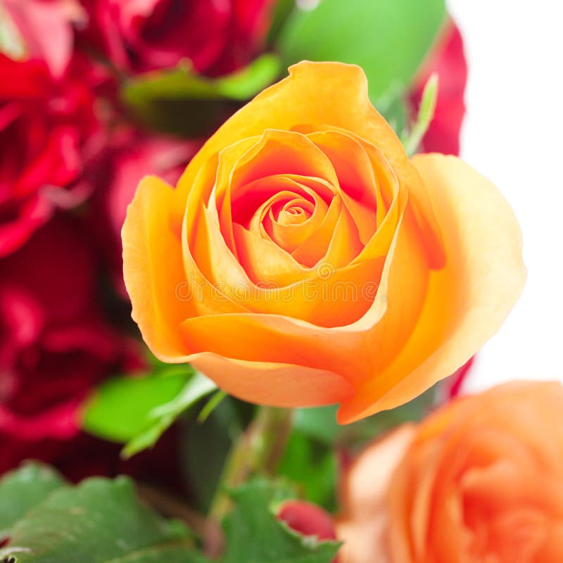 Bouquet of colorful roses stock photo. Image of copy - 29488628