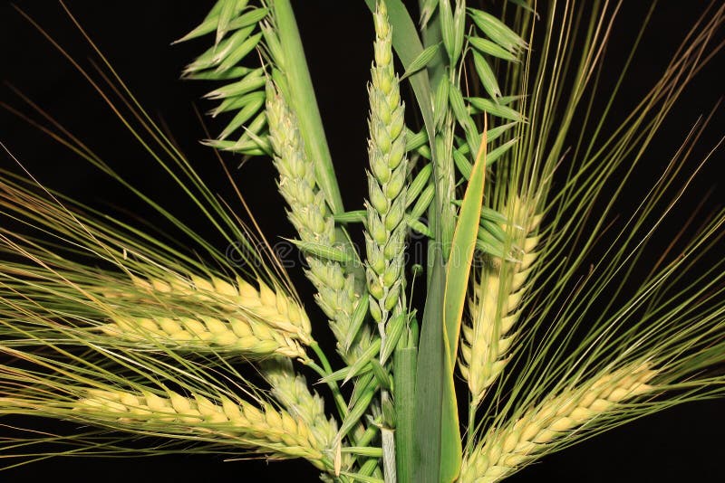 Bouquet of Corn Spikes on the Black Background Stock Image - Image of ...