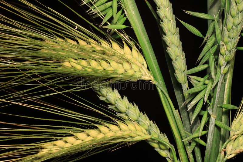 Bouquet Corn Spikes Black Background Stock Photos - Free & Royalty-Free ...