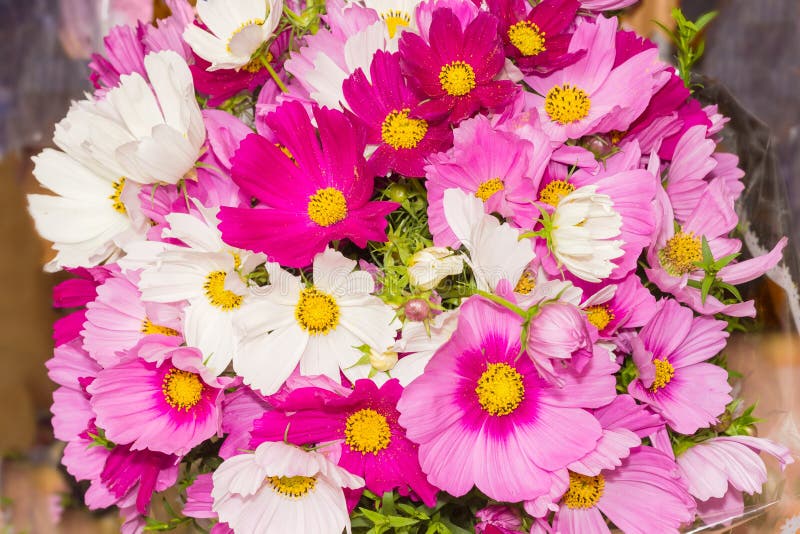 Bouquet of the Cosmos Flowers Different Colors Closeup Stock Photo ...