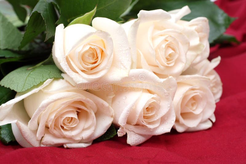 Bouquet of cream roses stock photo. Image of flowers, romance - 5084262