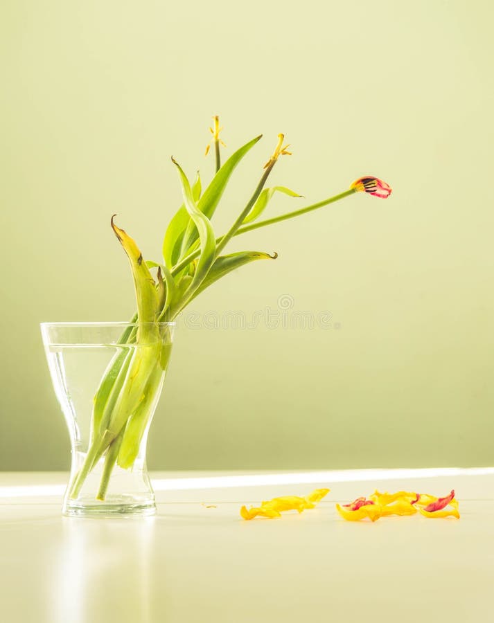 Sad Bouquet Crumbled Petals Stock Photos - Free & Royalty-Free Stock ...