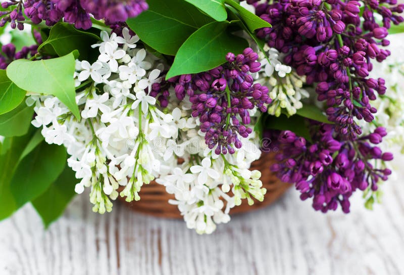 Bouquet d'un lilas photo stock. Image du bourgeon, couleur - 31246722