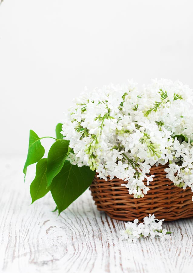 Bouquet d'un lilas blanc image stock. Image du nature - 31416623