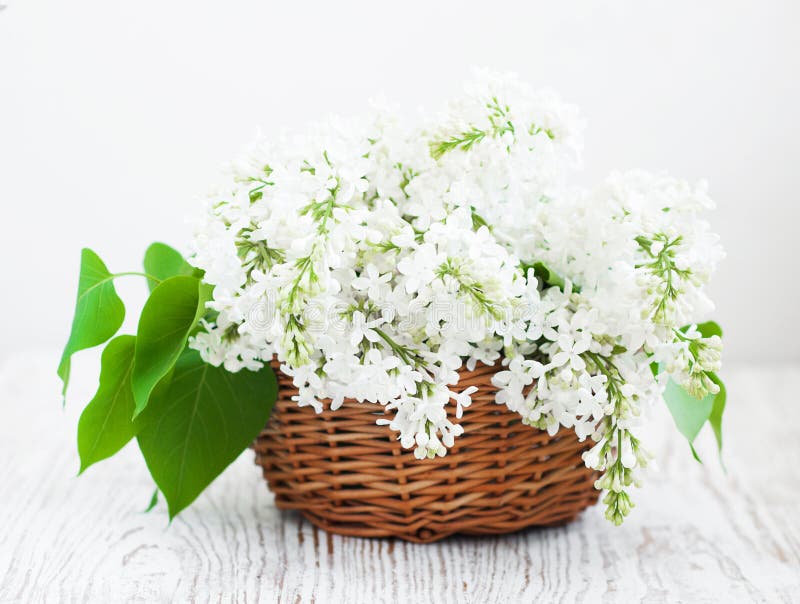 Bouquet d'un lilas blanc image stock. Image du nature - 31416623