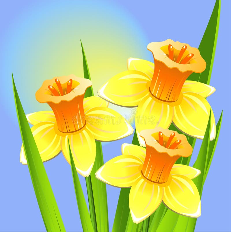 Hummingbird with Daffodils - with Clipping Path Stock Illustration ...