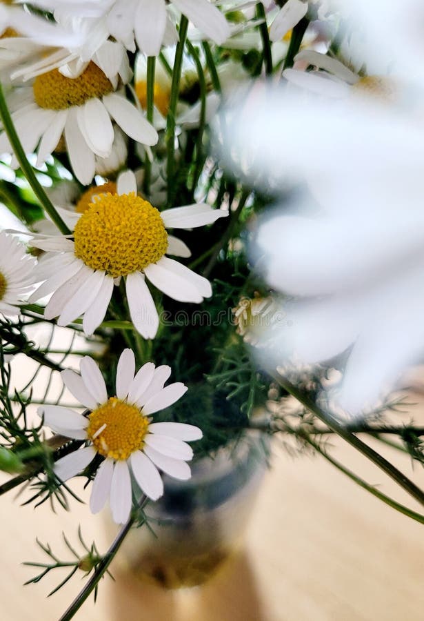 A Bouquet of Daisies in a Glass Vase. Spring Bouquet Stock Photo ...