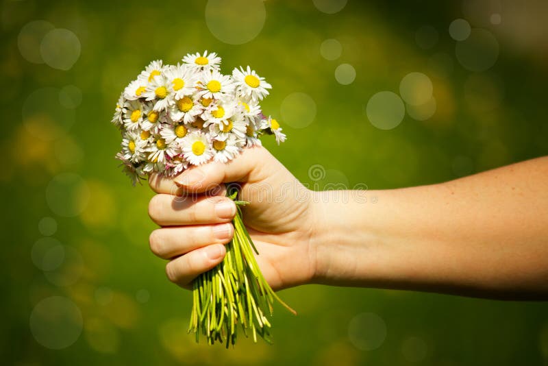 Bouquet of daisies stock image. Image of garden, green - 39438001