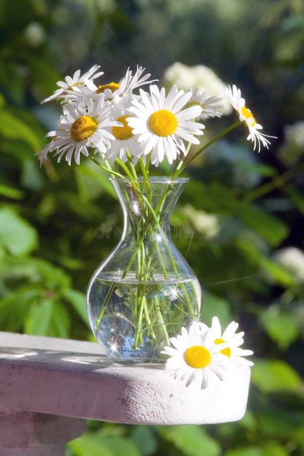Bouquet of daisy flowers stock photo. Image of green, spring - 6742040