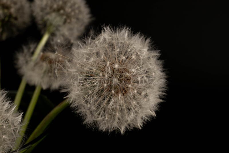 Bouquet of Dandelion on Black Background. Copy Space Stock Image ...