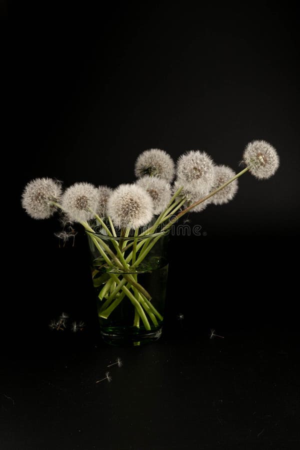 Bouquet of Dandelion on Black Background. Copy Space Stock Image ...
