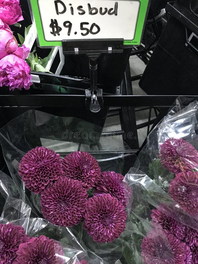 Disbud dark 1269 stock photo. Image of colorful, dahlia - 172613784