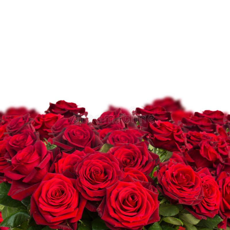 Bouquet of dark red roses stock image. Image of flower - 82635695