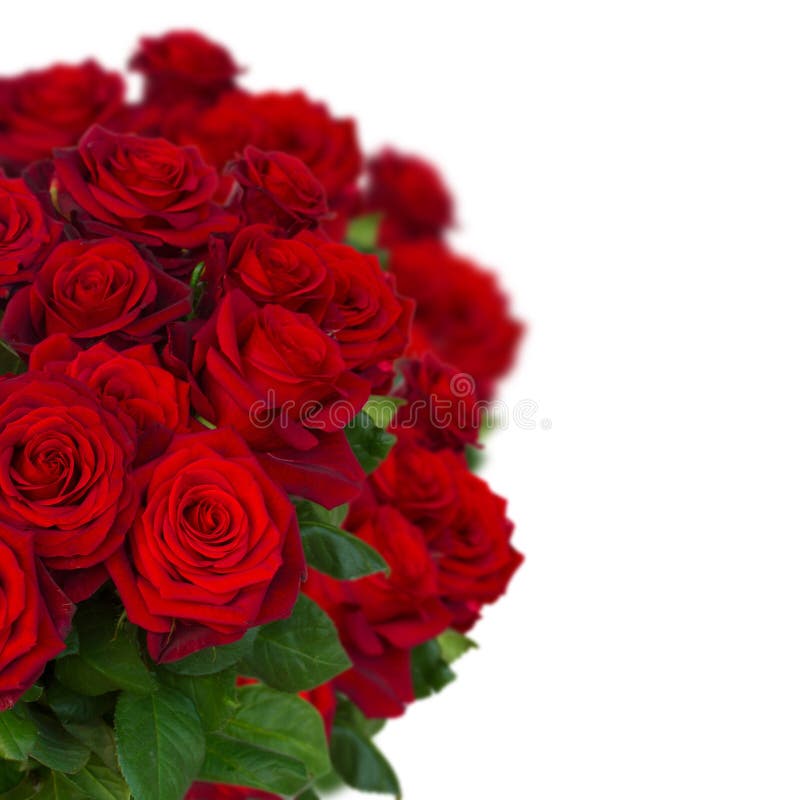 Bouquet of Dark Red Roses in Vase Close Up Stock Image - Image of ...
