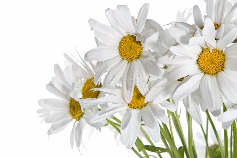 Daisy Bouquet En Fleurs De Brown Clay Vase Dark Background White Photo ...