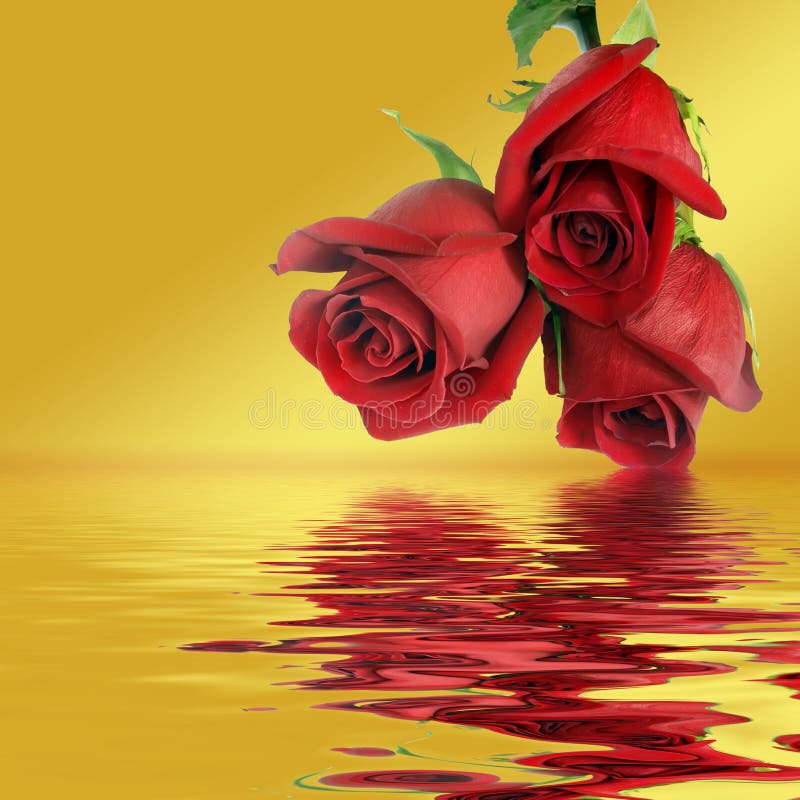 Roses Rouges Sur Un Cadre Rouge Pour Des Photos. Photo stock - Image du ...