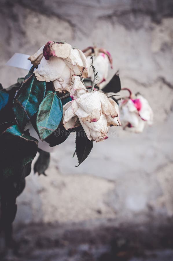 A Bud of Dead Withered White Rose with Pink Spot Stock Photo - Image of ...