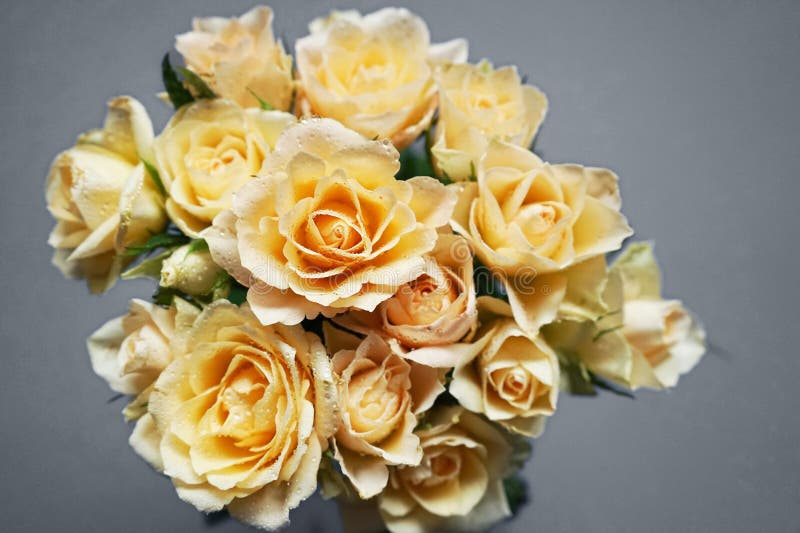 Bouquet of Delicate Cream Roses on a Gray Background Stock Photo ...