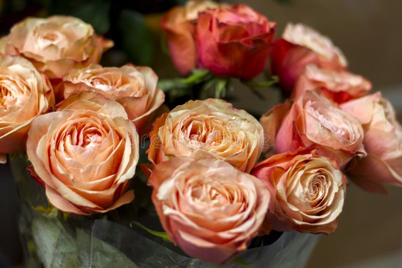 Bouquet of Delicate Pink Powdery Roses Stock Photo - Image of flower ...