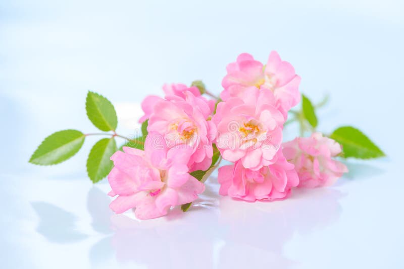 Bouquet of Delicate Pink Rose on Blue Background Stock Photo - Image of ...
