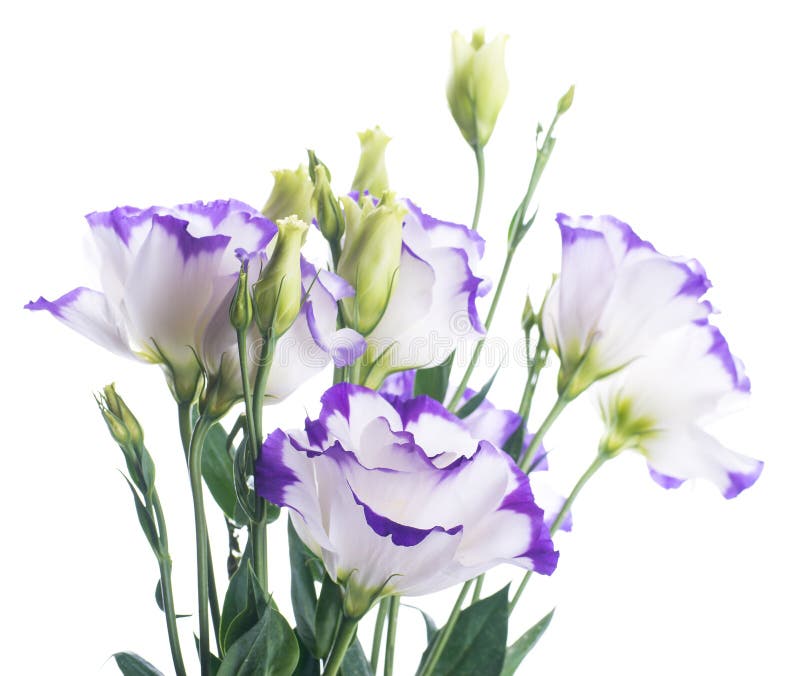 Bouquet of delicate roses stock photo. Image of love - 34696444