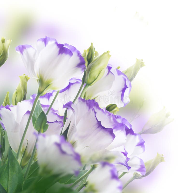 Bouquet of delicate roses stock photo. Image of love - 34696444