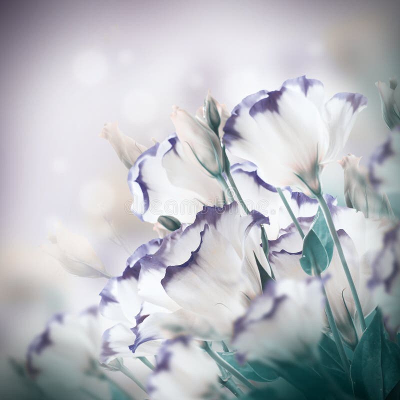 Bouquet of delicate roses stock photo. Image of love - 34696444