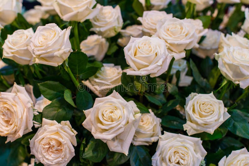 Bouquet of delicate roses. stock photo. Image of bunch - 107356042