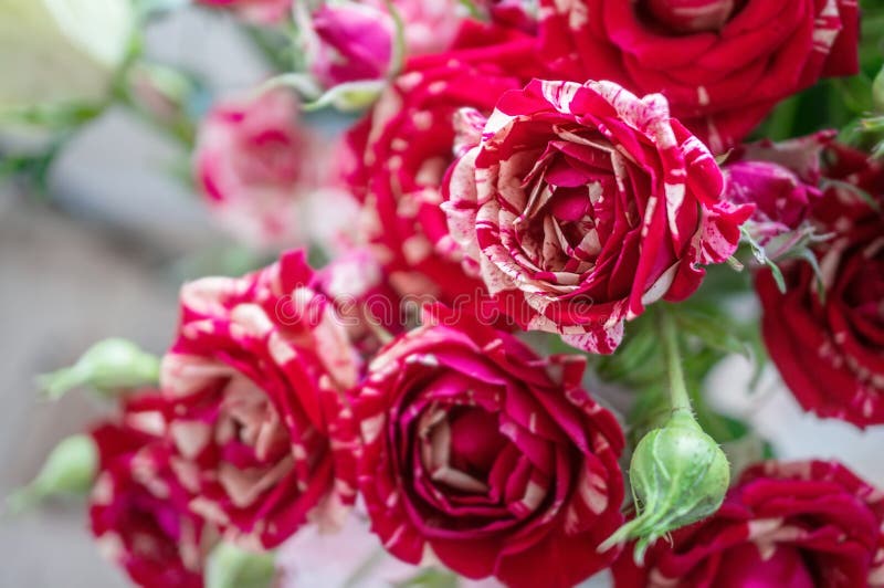 Bouquet of Delicate Variegated White-red Medium-sized Roses on a Light ...