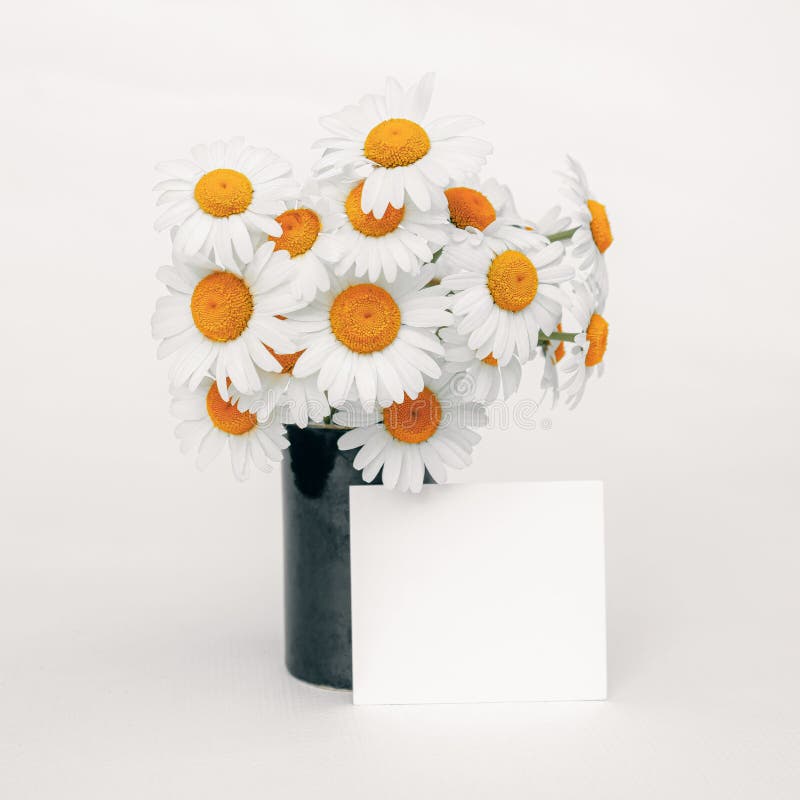 Bouquet of Delicate White Daisies Stock Image - Image of gentle ...