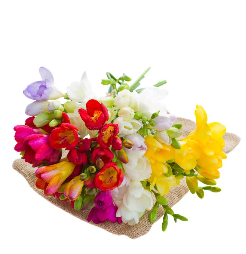 Bouquet de Freesias image stock. Image du lilas, vert - 24120361