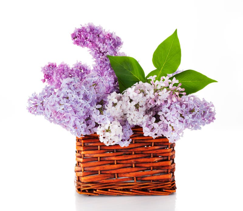 Bouquet Des Fleurs Lilas Dans Un Arrosoir De Jardin De Vintage Image ...