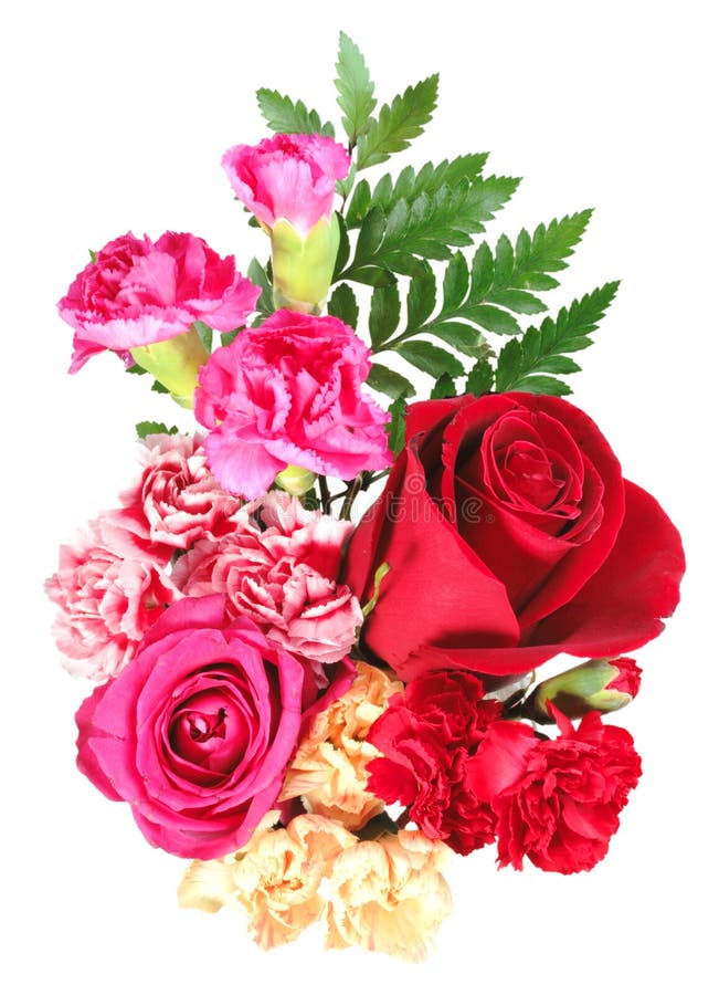 Renoncules Roses Et Oranges Image stock - Image du mélangé, fond: 24178031