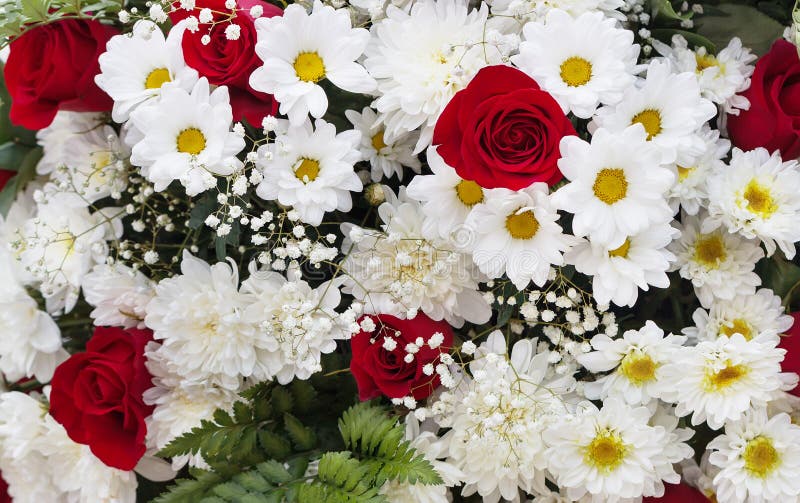 Fond De Vue Avec Les Roses Rouges Et Blanches Illustration De Vecteur ...