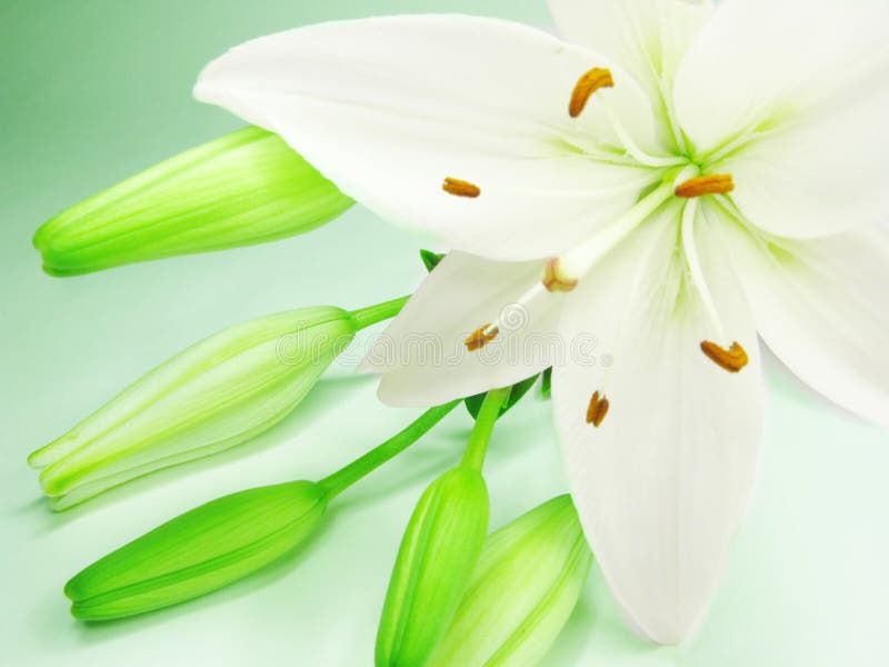 Bouquet des lis blancs photo stock. Image du couleur - 14555844